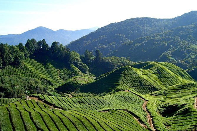 Cameron Highlands Sightseing Tour - What to Expect When Booking This Cameron Highlands Tour