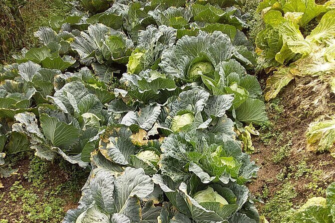 Cameron Highlands Sunrise Discovery - Practical Details