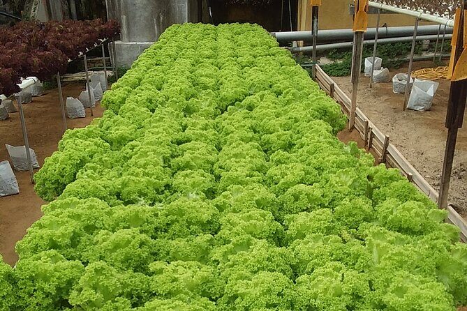 Cameron Highlands Sunrise Discovery - Who This Tour Is Best For