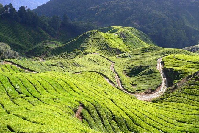 Cameron Highlands Tour from Kuala Lumpur - FAQ