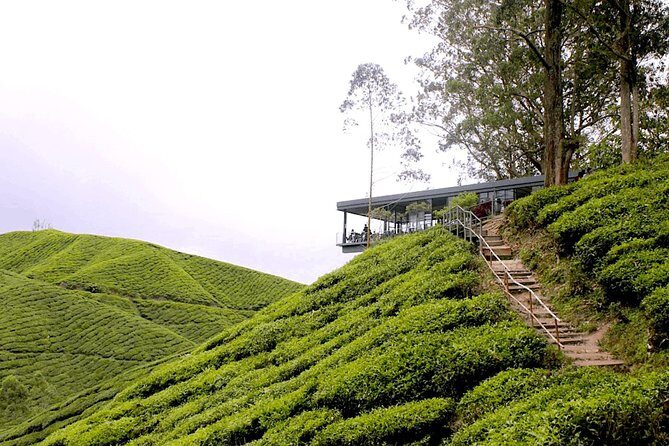 Cameron Highlands Tour From Kuala Lumpur (Special Deal) - Key Points