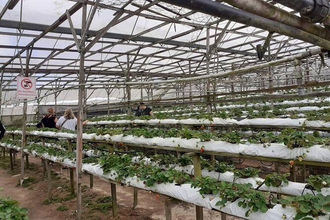 Cameron Highlands Tour From Kuala Lumpur (Special Deal) - Final Thoughts: Is This Tour Worth It?