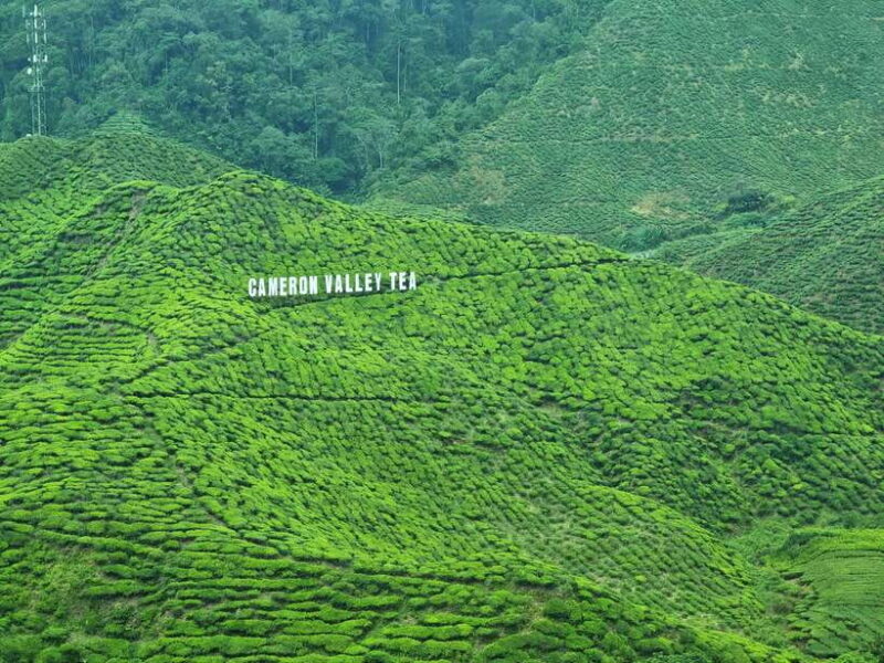 Cameroon Highland : Best nature in highland - Introduction: What to Expect from This Cameron Highlands Tour