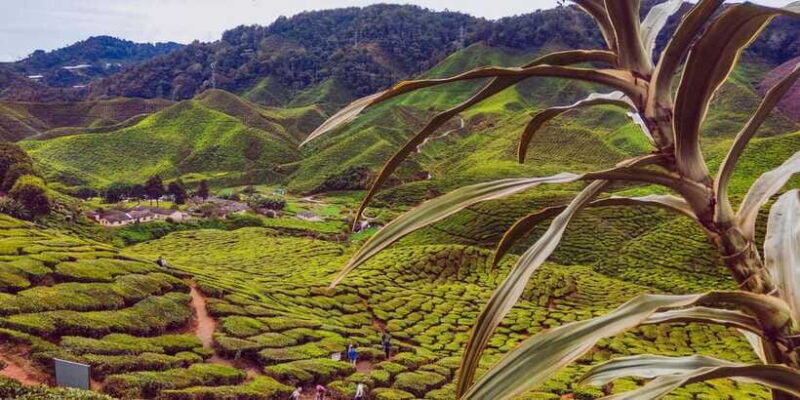 Cameroon Highland : Best nature in highland - FAQ