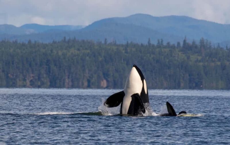 Campbell River: 4 Hour Whale & Wildlife Tour by Covered Boat - Key Points