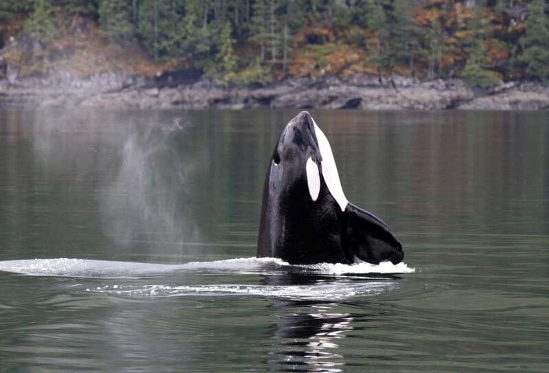 Campbell River: 4 Hour Whale & Wildlife Tour by Covered Boat - An Authentic Look at the Experience