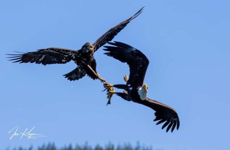 Campbell River: 4 Hour Whale & Wildlife Tour by Covered Boat - Who Should Consider This Tour?