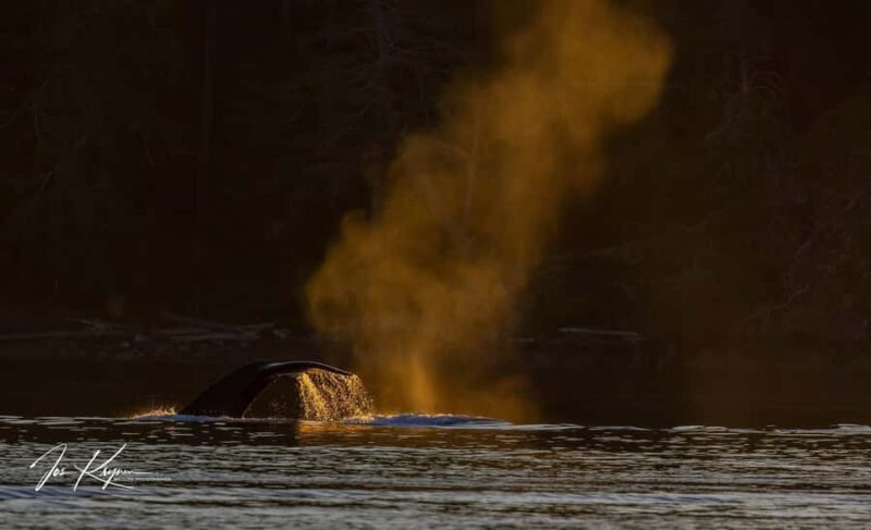 Campbell River: 4 Hour Whale & Wildlife Tour by Covered Boat - FAQ
