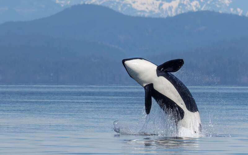 Campbell River: 4 Hour Whale & Wildlife Zodiac Boat Tour - Introduction: An Authentic Wildlife Adventure in British Columbia