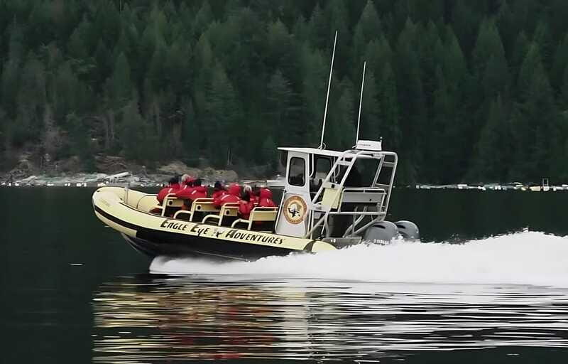 Campbell River: 4 Hour Whale & Wildlife Zodiac Boat Tour - What Travelers Say About the Experience