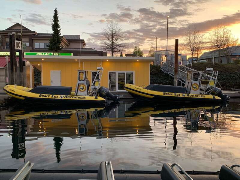 Campbell River: 4 Hour Whale & Wildlife Zodiac Boat Tour - Practical Details and Tips
