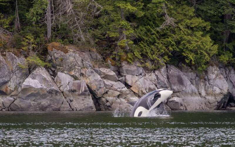 Campbell River: 4 Hour Whale & Wildlife Zodiac Boat Tour - FAQs