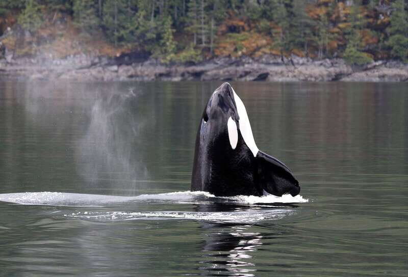 Campbell River: 6 Hour Covered Whale Watching Tour w/ Lunch - Value for Money