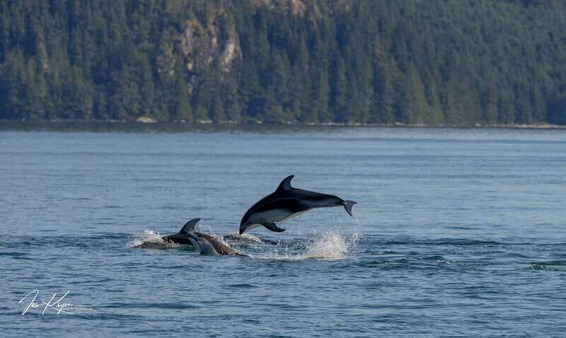 Campbell River: 6 Hour Covered Whale Watching Tour w/ Lunch - Practical Tips
