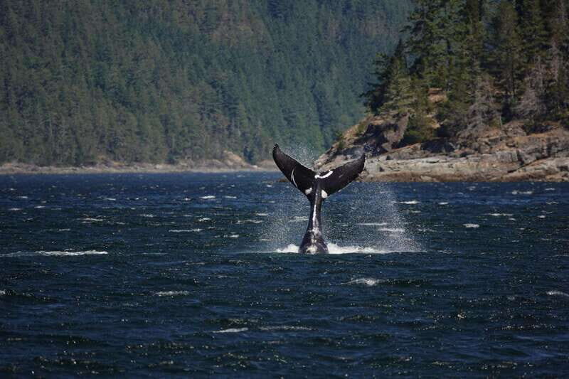 Campbell River: 6-Hour Whale Watching Boat Tour - In The Sum Up