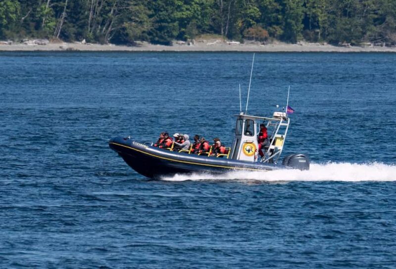 Campbell River: 6 Hour Zodiac Whale Watching Tour w/ Lunch - A Deep Dive into the Experience