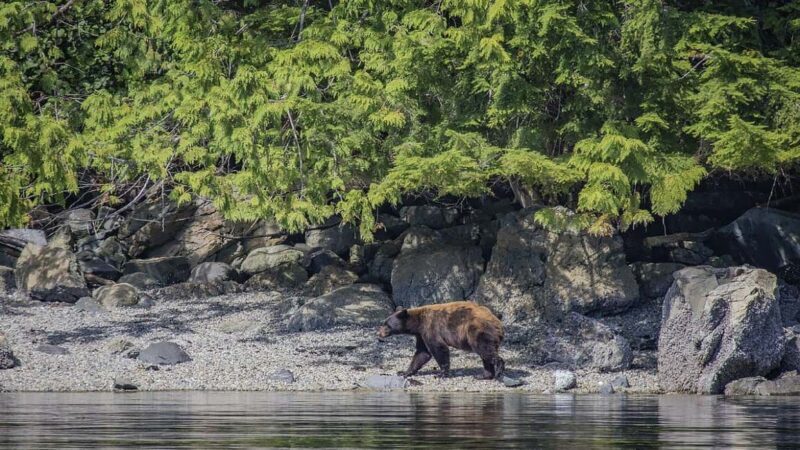 Campbell River: 7-Hour Big Animal Encounter Boat Tour - Authentic Feedback from Past Travelers
