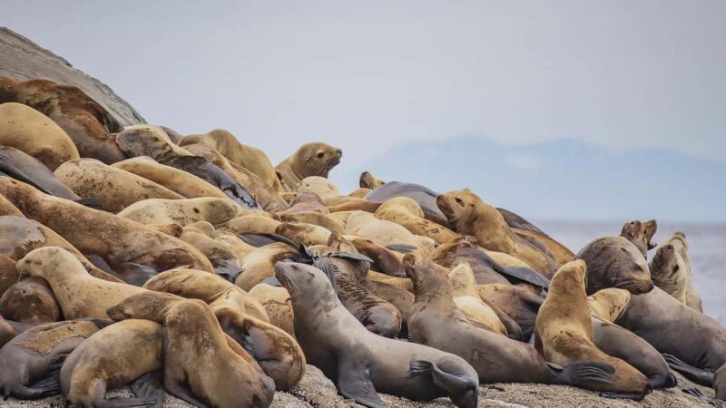 Campbell River: 7-Hour Big Animal Encounter Boat Tour - The Sum Up