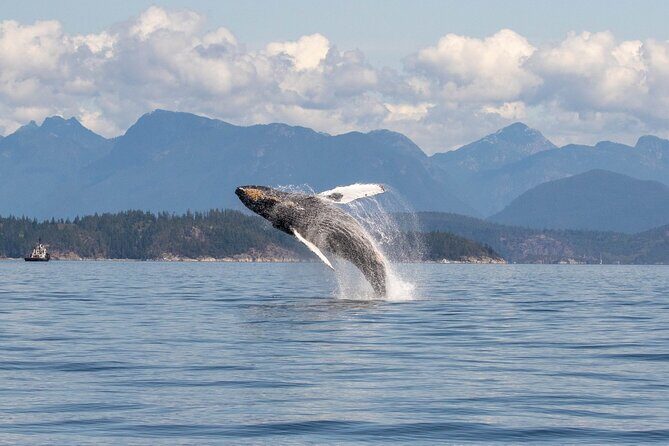 Campbell River, BC: 6 Hour Whale Watching Tour w/ Lunch Included - Why This Tour Is Valuable