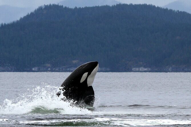 Campbell River, BC: 6 Hour Whale Watching Tour w/ Lunch Included - Final Thoughts