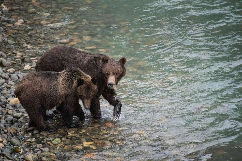 Campbell River: Bute Inlet Grizzly-Watching Tour & Boat Ride - An Authentic Look at the Experience
