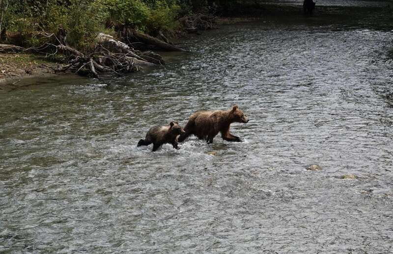Campbell River: Bute Inlet Grizzly-Watching Tour & Boat Ride - FAQ