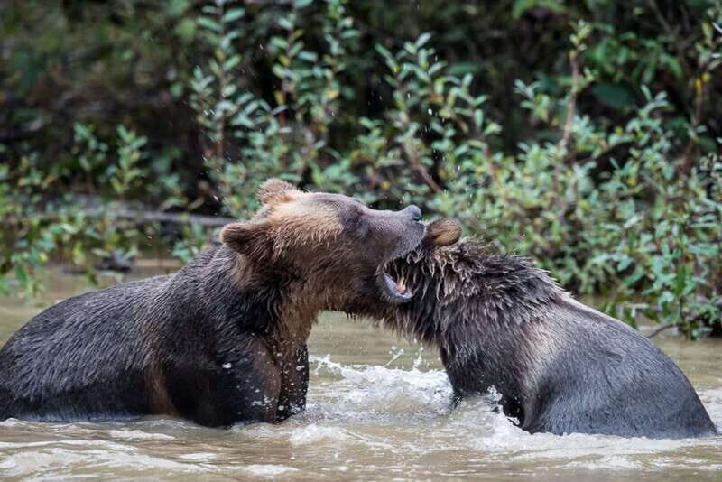 Campbell River: Deluxe Grizzlies & Indigenous Culture tour - Who Is This Tour Best For?