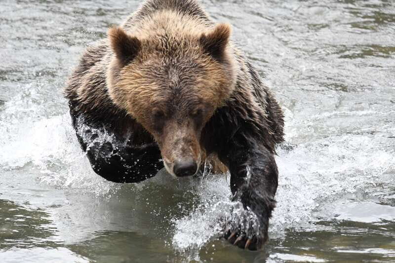 Campbell River: Deluxe Grizzlies & Indigenous Culture tour - Final Thoughts