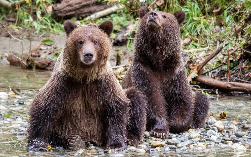 Campbell River: Full-Day Grizzly Bear Tour With Lunch - The Starting Point and Meeting Logistics