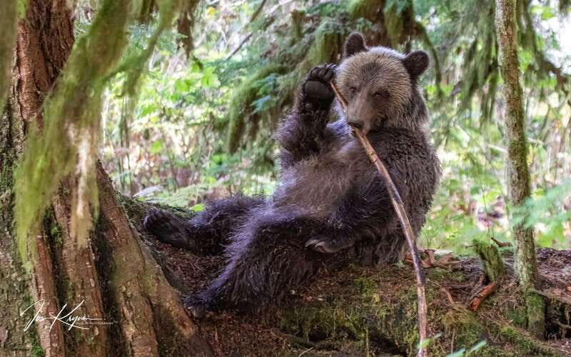 Campbell River: Full-Day Grizzly Bear Tour With Lunch - Native Guides and Cultural Hospitality