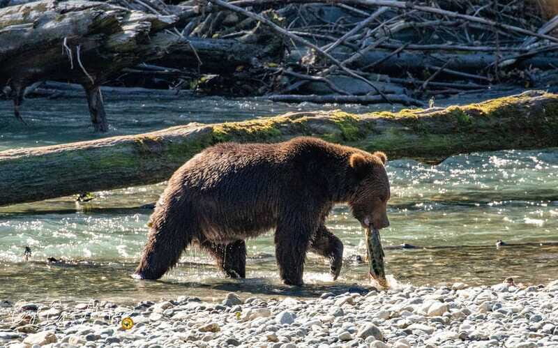 Campbell River: Full-Day Grizzly Bear Tour With Lunch - The Drive Up Forestry Roads to the Bear Viewing Sites