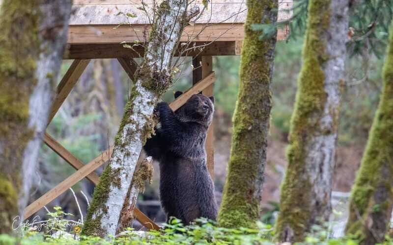 Campbell River: Full-Day Grizzly Bear Tour With Lunch - Wildlife Viewing: Expect the Unexpected