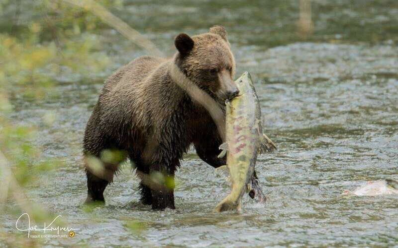 Campbell River: Full-Day Grizzly Bear Tour With Lunch - The Cost: Does It Offer Good Value?
