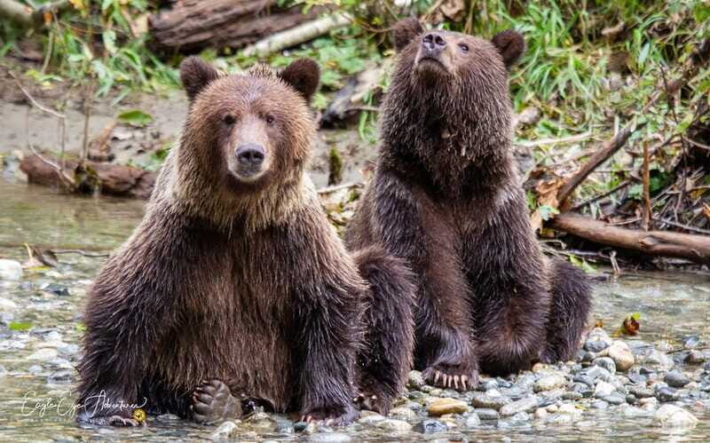 Campbell River: Full-Day Grizzly Bear Tour With Lunch - Weather and What to Bring