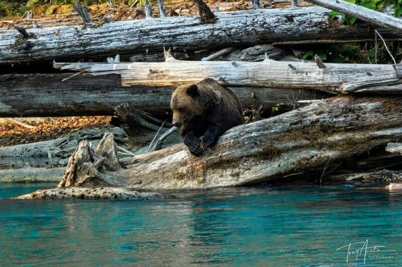Campbell River: Grizzly Bear Expedition with Lunch - The Itinerary: What Makes This Tour Special