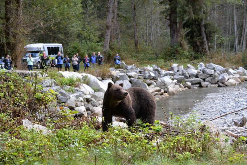Campbell River: Grizzly Bear-Watching Tour with Lunch - Key Points