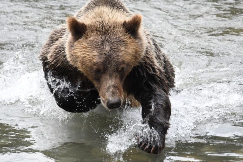 Campbell River: Grizzly Bear-Watching Tour with Lunch - Practical Tips for Visitors