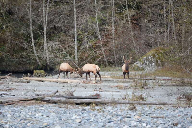 Campbell River: Grizzly Bear-Watching Tour with Lunch - Who Is This Tour Best Suited For?