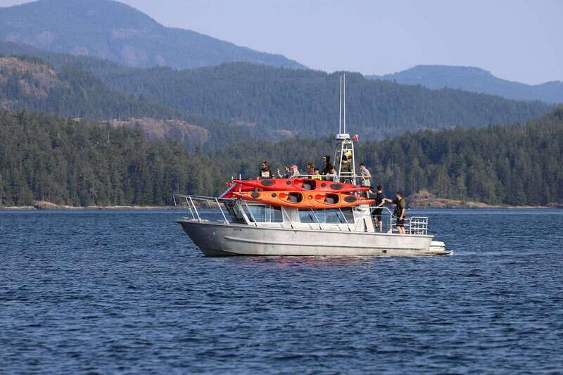 Campbell River: Kayaking and Whale Watching Tour - Authentic Stories from Travelers