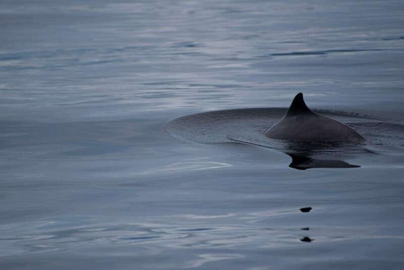 Campbell River: Kayaking and Whale Watching Tour - Who Will Love This Tour?