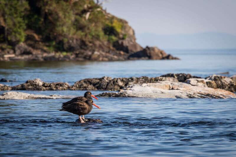 Campbell River: Kayaking and Whale Watching Tour - FAQ