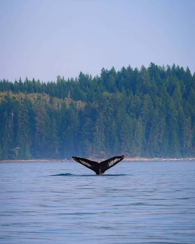 Campbell River - Private scenic boat tour - FAQs