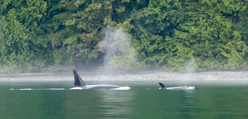 Campbell River: Salish Sea Whale Watching Adventure - Key Points
