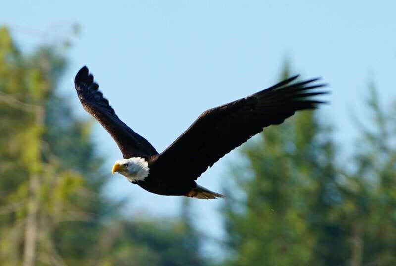 Campbell River: Salish Sea Whale Watching Adventure - Cultural and Environmental Significance