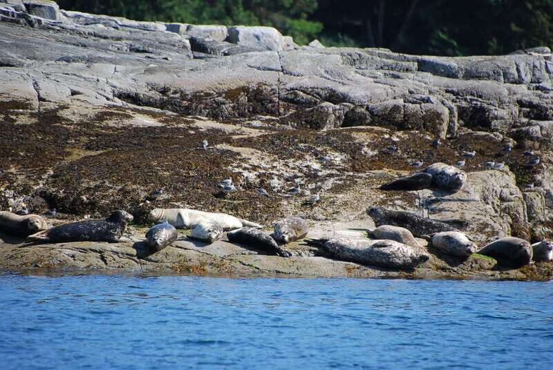 Campbell River: Salish Sea Whale Watching Adventure - Comfort and Practicalities