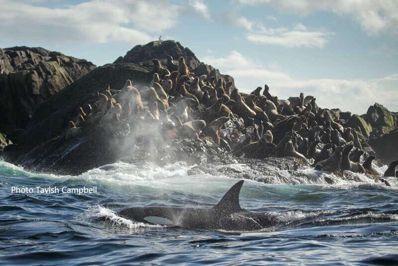 Campbell River: Salish Sea Whale Watching Adventure - Who Will Enjoy This Tour?