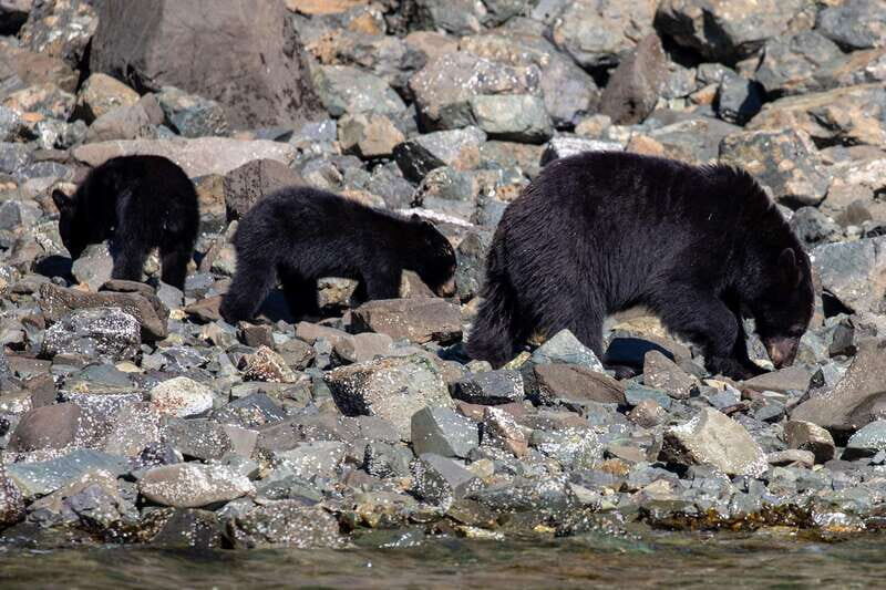 Campbell River: Spring Bear Watching & Waterfalls Boat Tour - Price, Duration, and Value