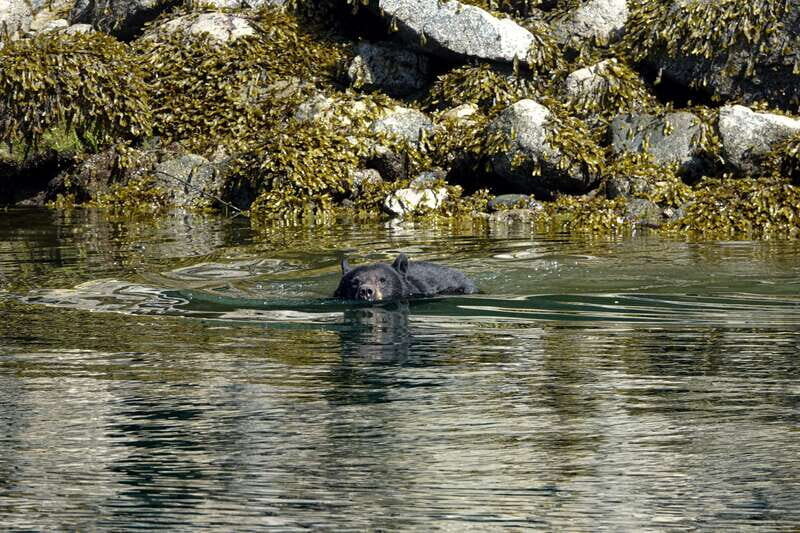Campbell River: Spring Bear Watching & Waterfalls Boat Tour - Practical Tips for Travelers
