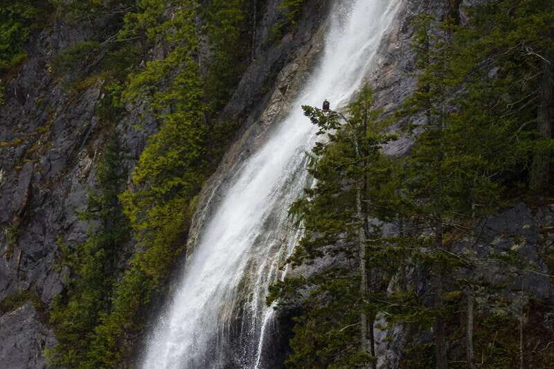 Campbell River: Spring Bear Watching & Waterfalls Boat Tour - Who Will Enjoy This Tour?