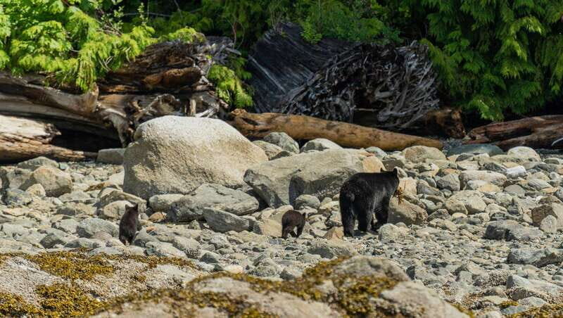 Campbell River: Spring Bear Watching & Waterfalls Boat Tour - Final Thoughts